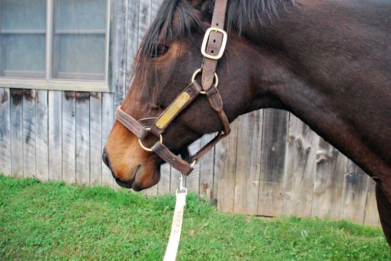 How to Longe a Horse: A Beginner's Guide - My New Horse