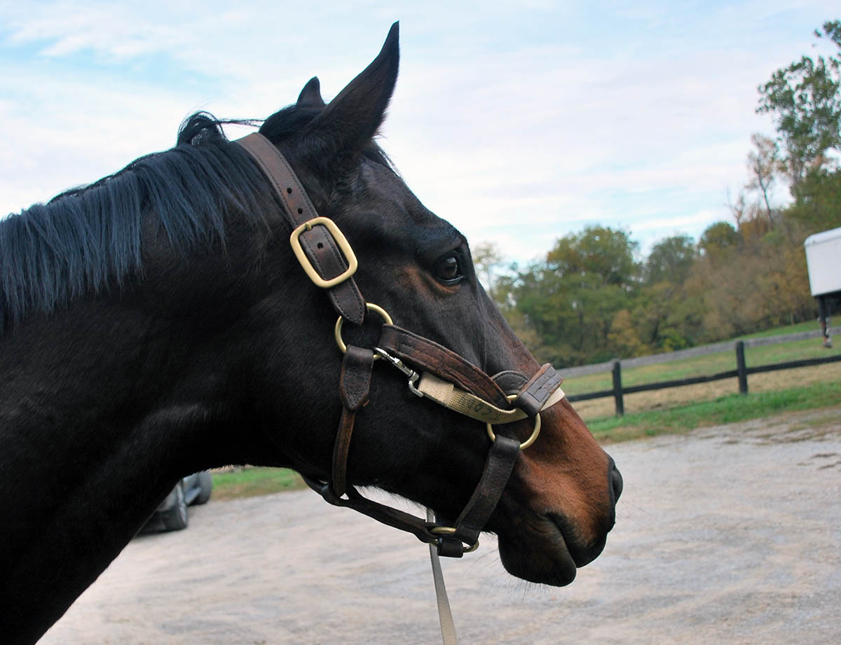 How to Longe a Horse: A Beginner's Guide - My New Horse