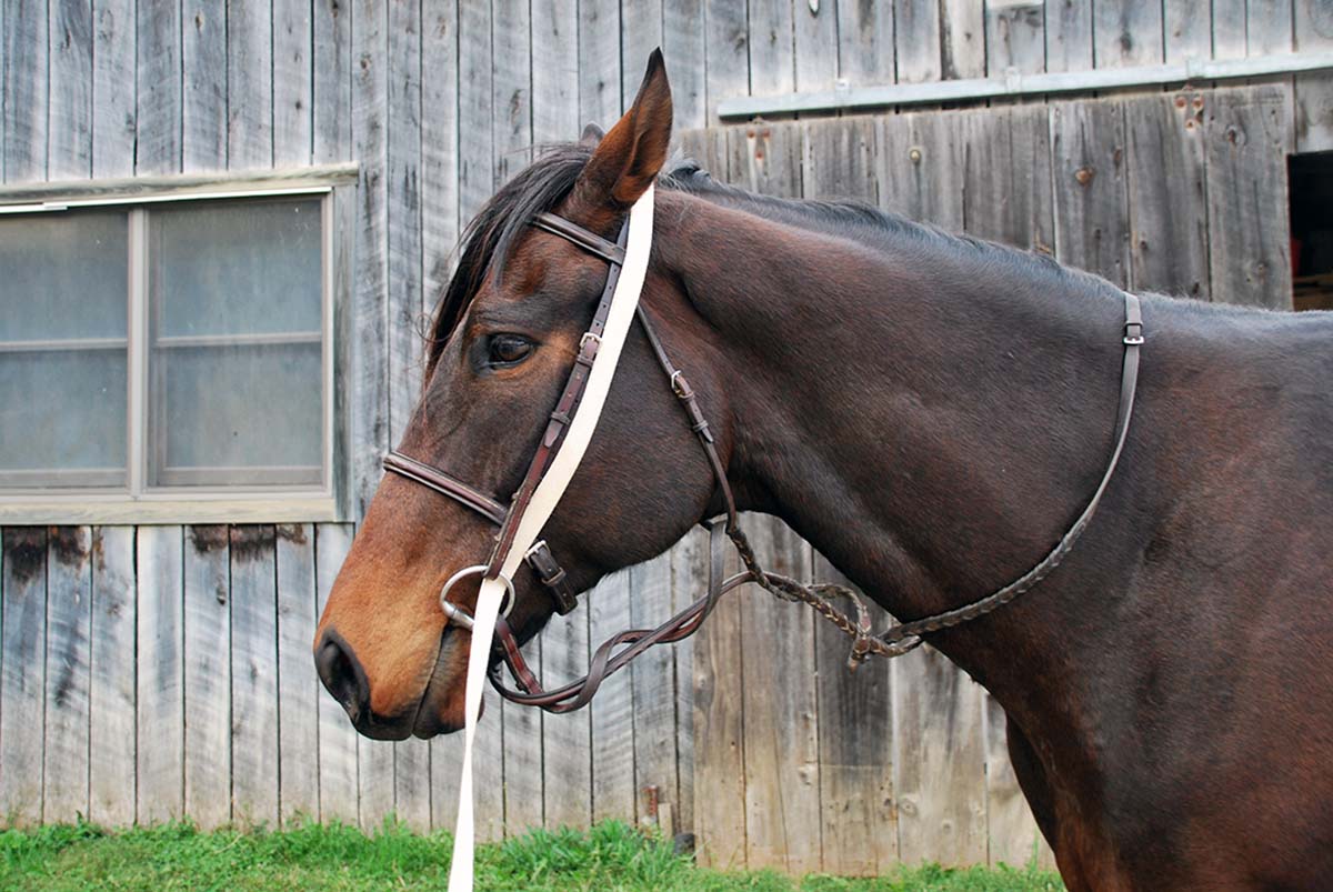 How to Longe a Horse: A Beginner's Guide - My New Horse