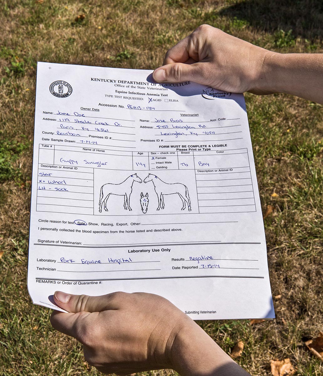 Understanding the Importance of Coggins Tests for Horses - My New Horse