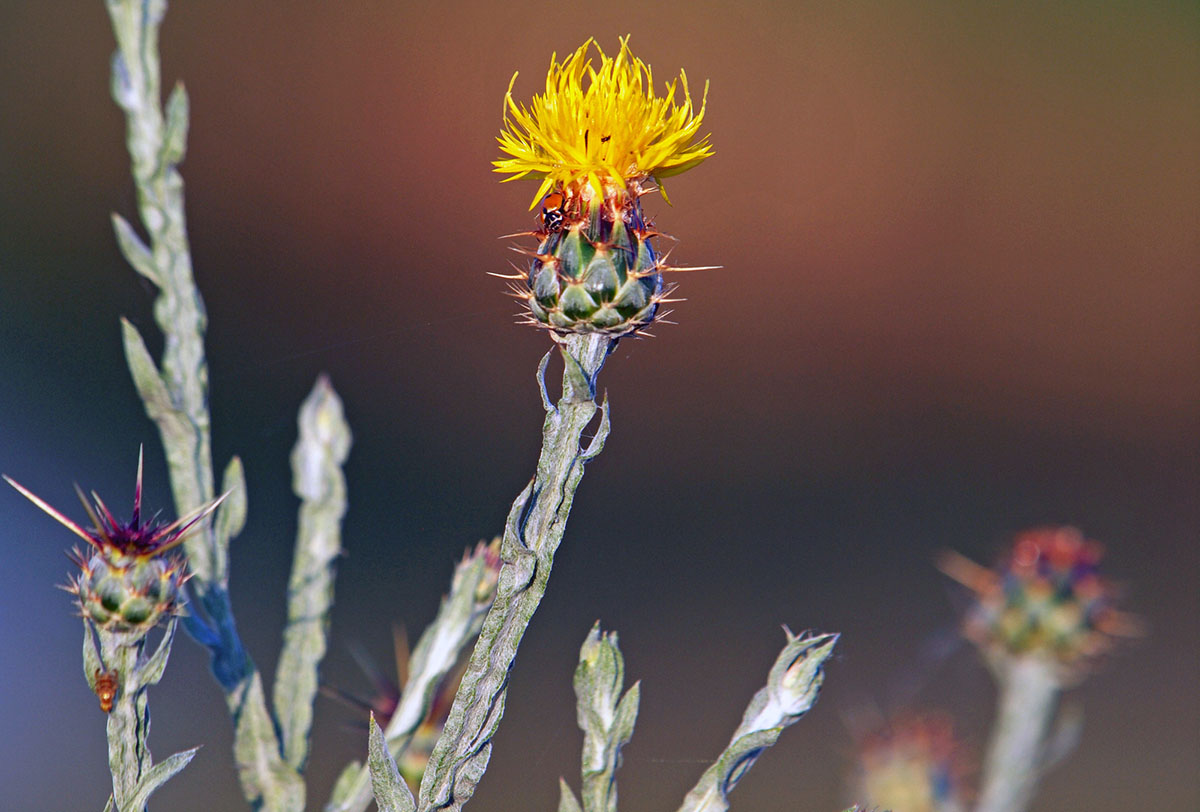 Hidden Dangers: 10 Plants Toxic to Horses - My New Horse