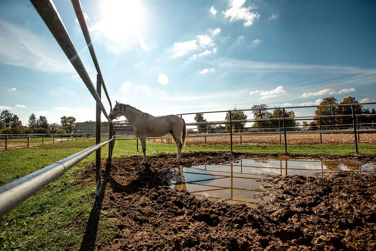 Spring Horse Care: A Comprehensive Guide - My New Horse