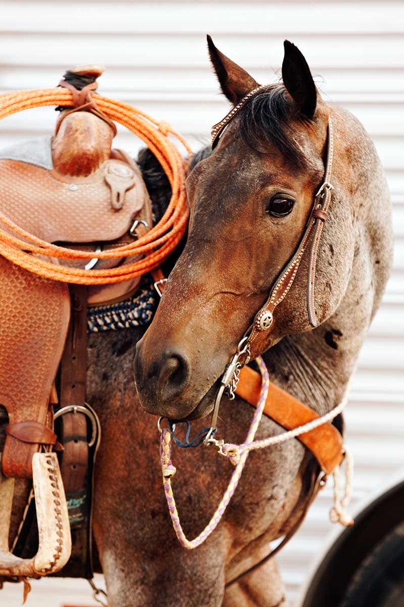 How To Choose a Bit for Your Horse - My New Horse