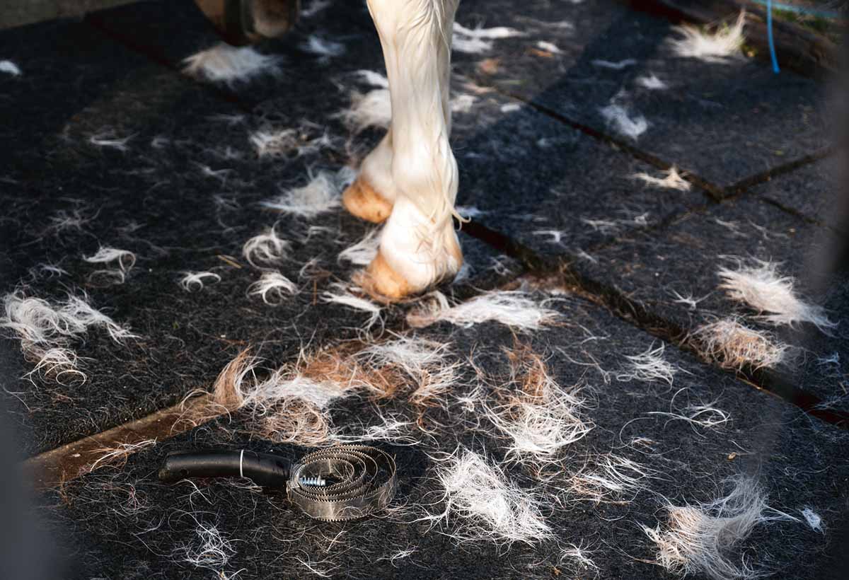 Horse Spring Shedding Simplified: Tips, Tools, and Techniques - My New ...