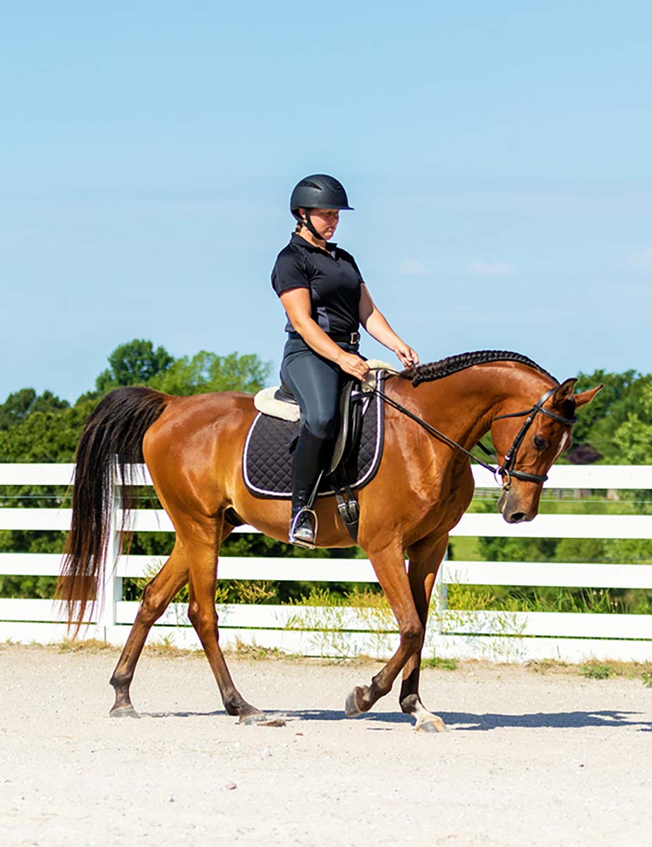 Everything You Need to Know About Arabian Horses - My New Horse
