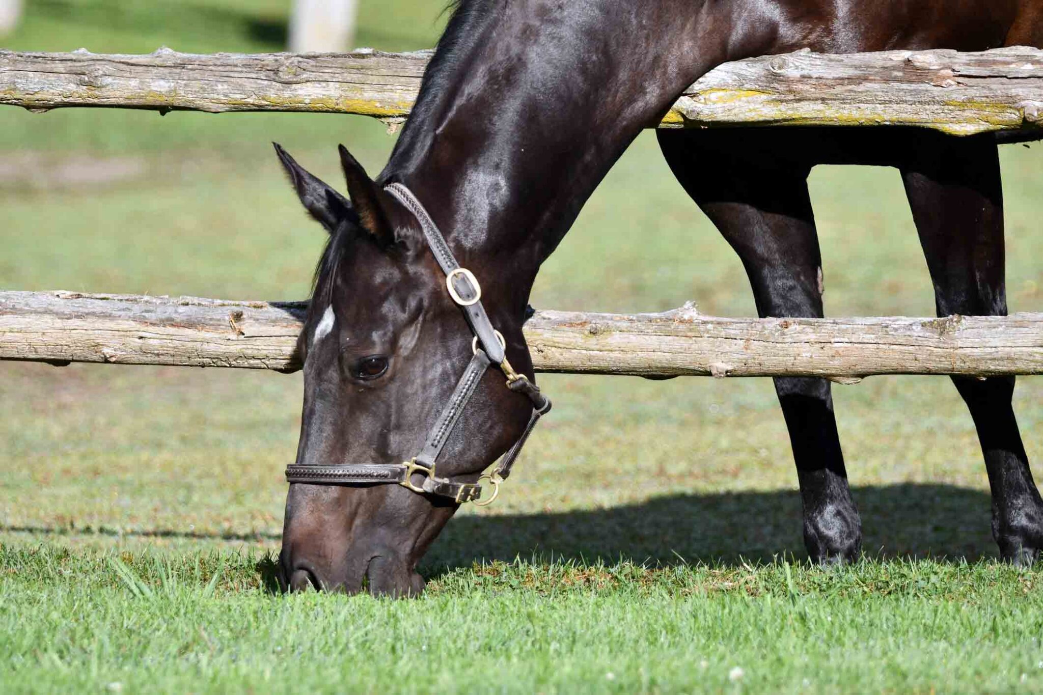 How To Train Your Horse Using Positive Reinforcement - My New Horse