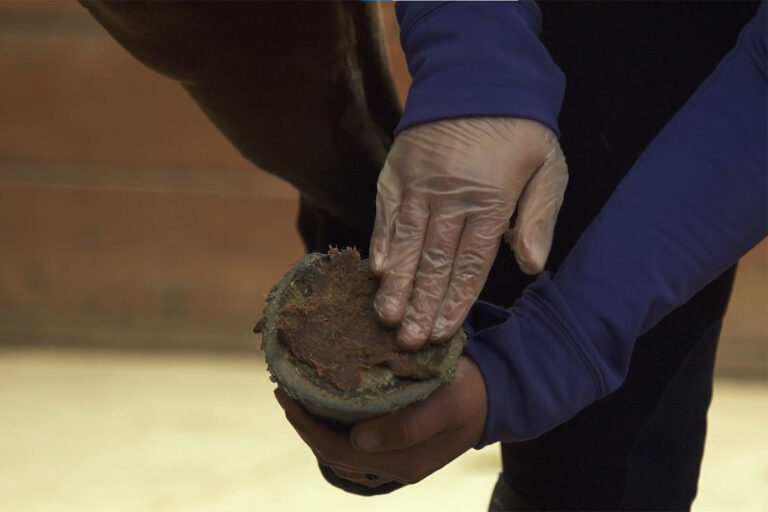 From Frozen Ground to Thick Mud: A Guide to Winter Hoof Care - My New Horse