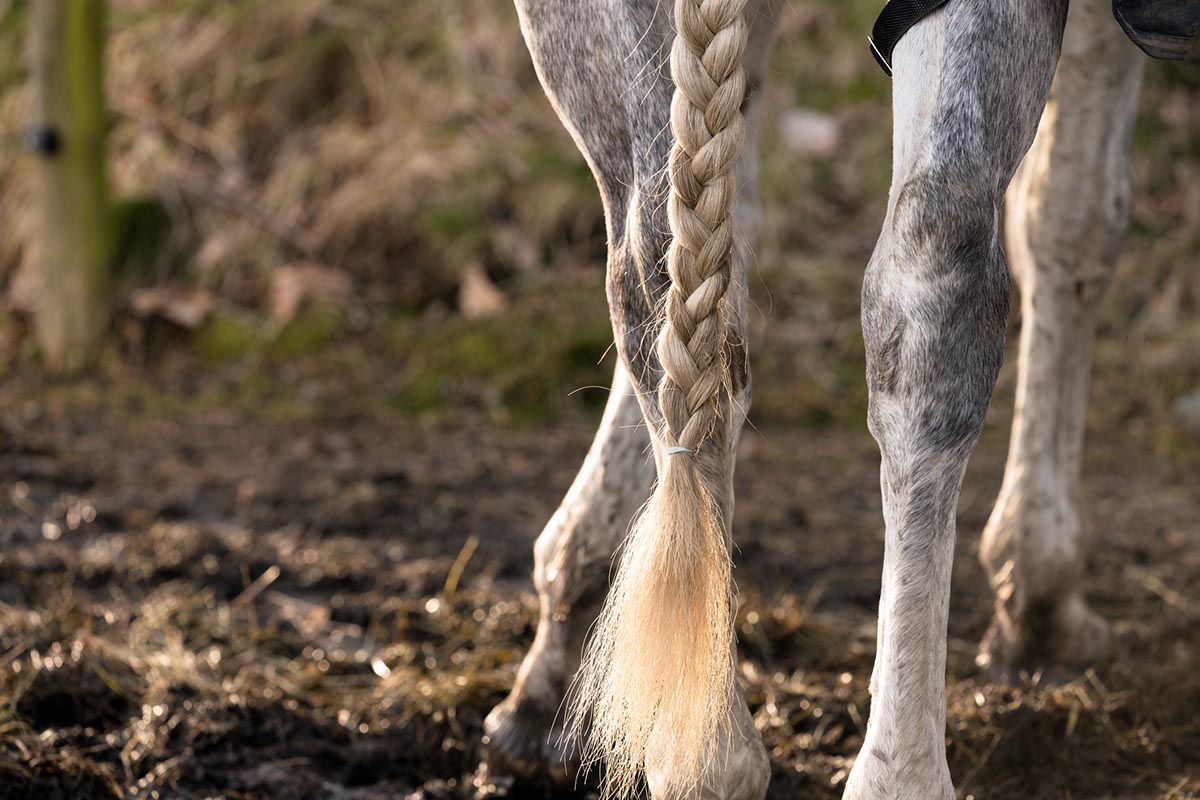 More Than Hair: How Horses Use Their Tails - My New Horse