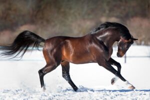 More Than Hair: How Horses Use Their Tails - My New Horse
