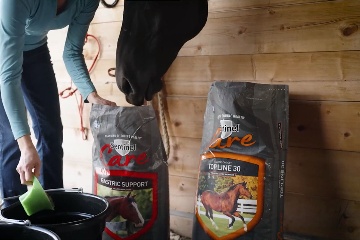 What’s a Ration Balancer, and Does Your Horse Need One? - My New Horse