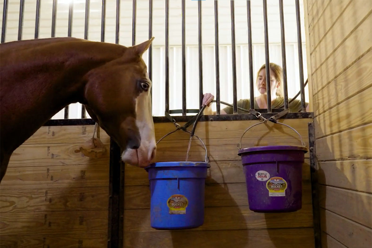 A Day in the Life of Horse Care - My New Horse