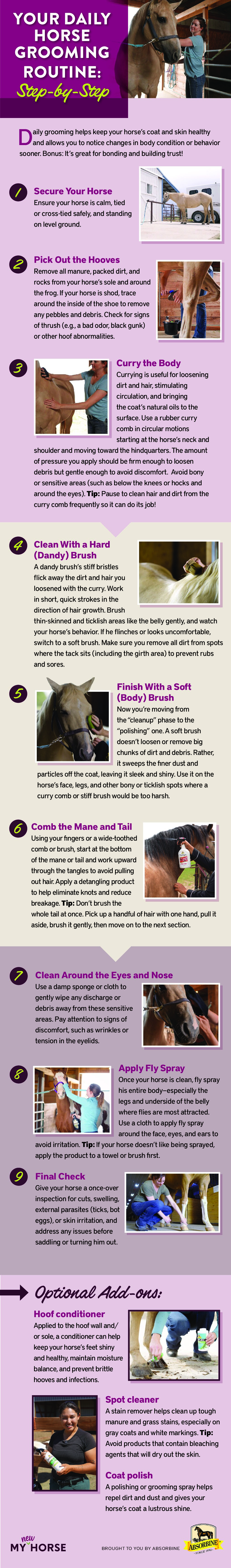 Your Daily Horse Grooming Routine: Step-by-Step - My New Horse