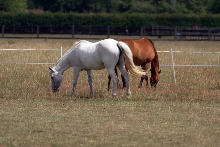 Strange Anatomy: Spots, Ergots, and Chestnuts on Horses - My New Horse