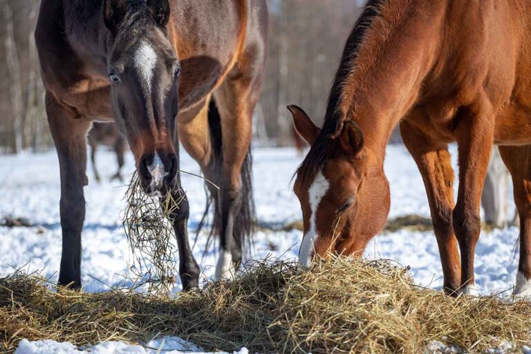 Poll: Winter Horse Feeding Strategies - My New Horse